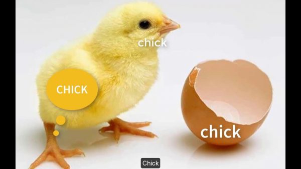 Con gà con tiếng anh là gì? Cách sử dụng con gà con trong tiếng anh