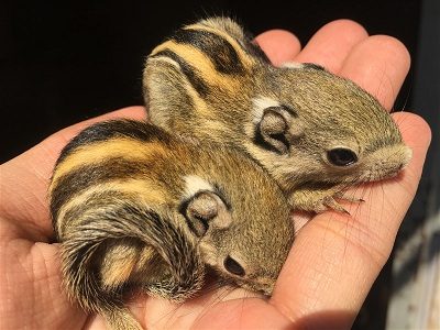 Sóc chuột tiếng anh là gì? Sóc chuột sử dụng thức ăn gì?